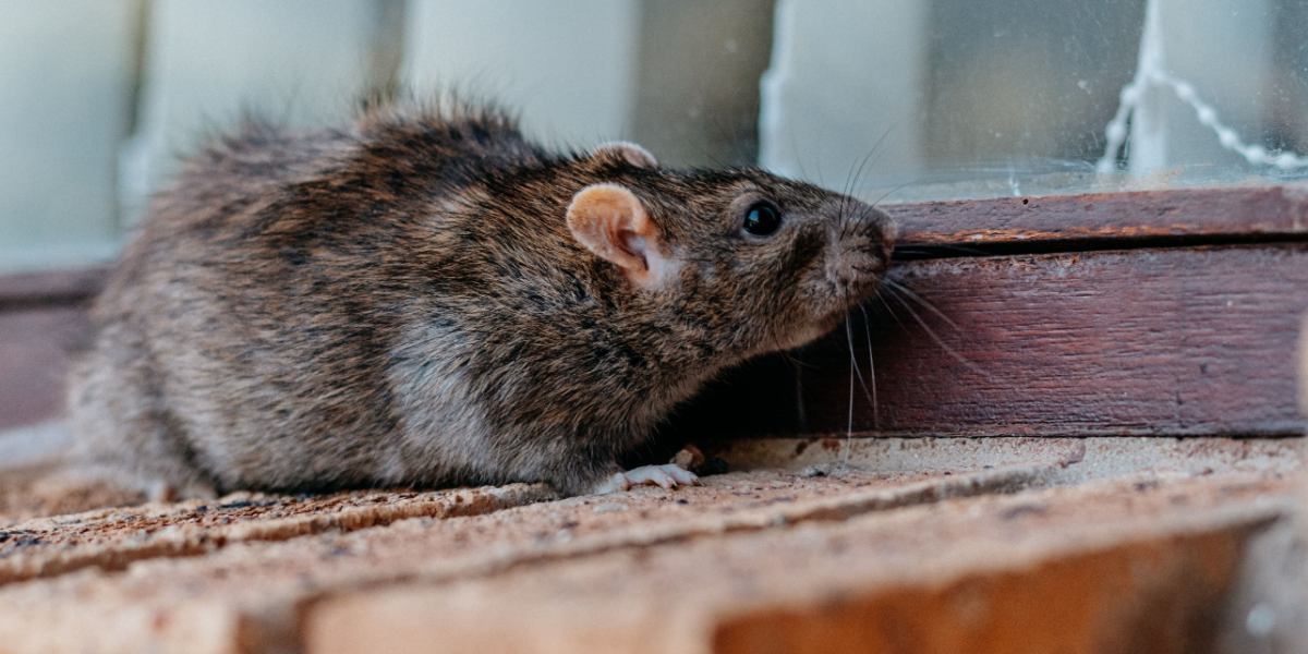 Brug deres snude imod dem: 4 dufte, der holder mus og rotter væk fra ...