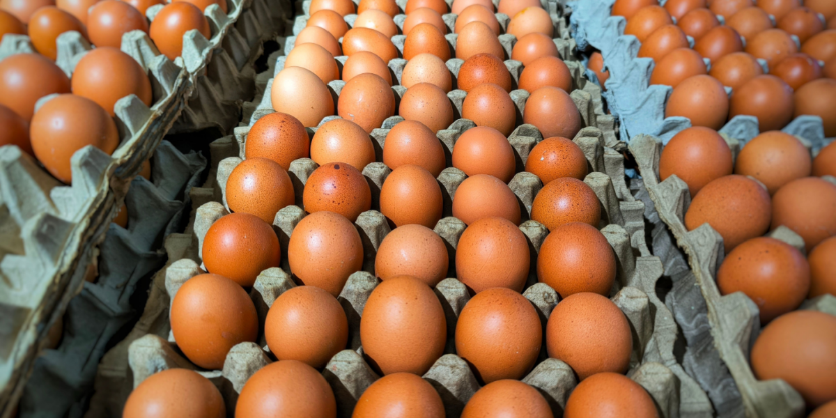 Sådan holder du æg friske i op til et år