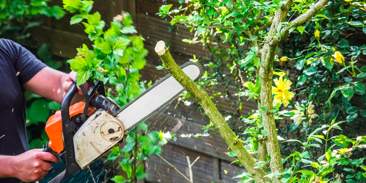 Mange haveejere gør det ved en fejl: Disse træer og buske bør ikke beskæres om foråret