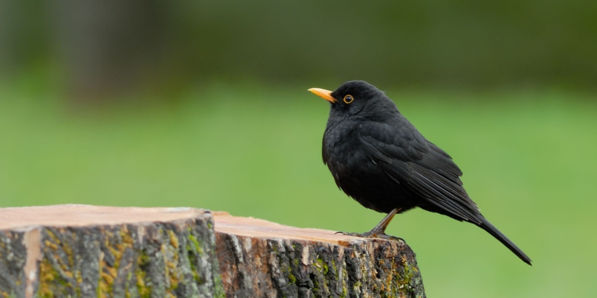 Vigtig advarsel til alle dem, der har solsorte omkring deres have